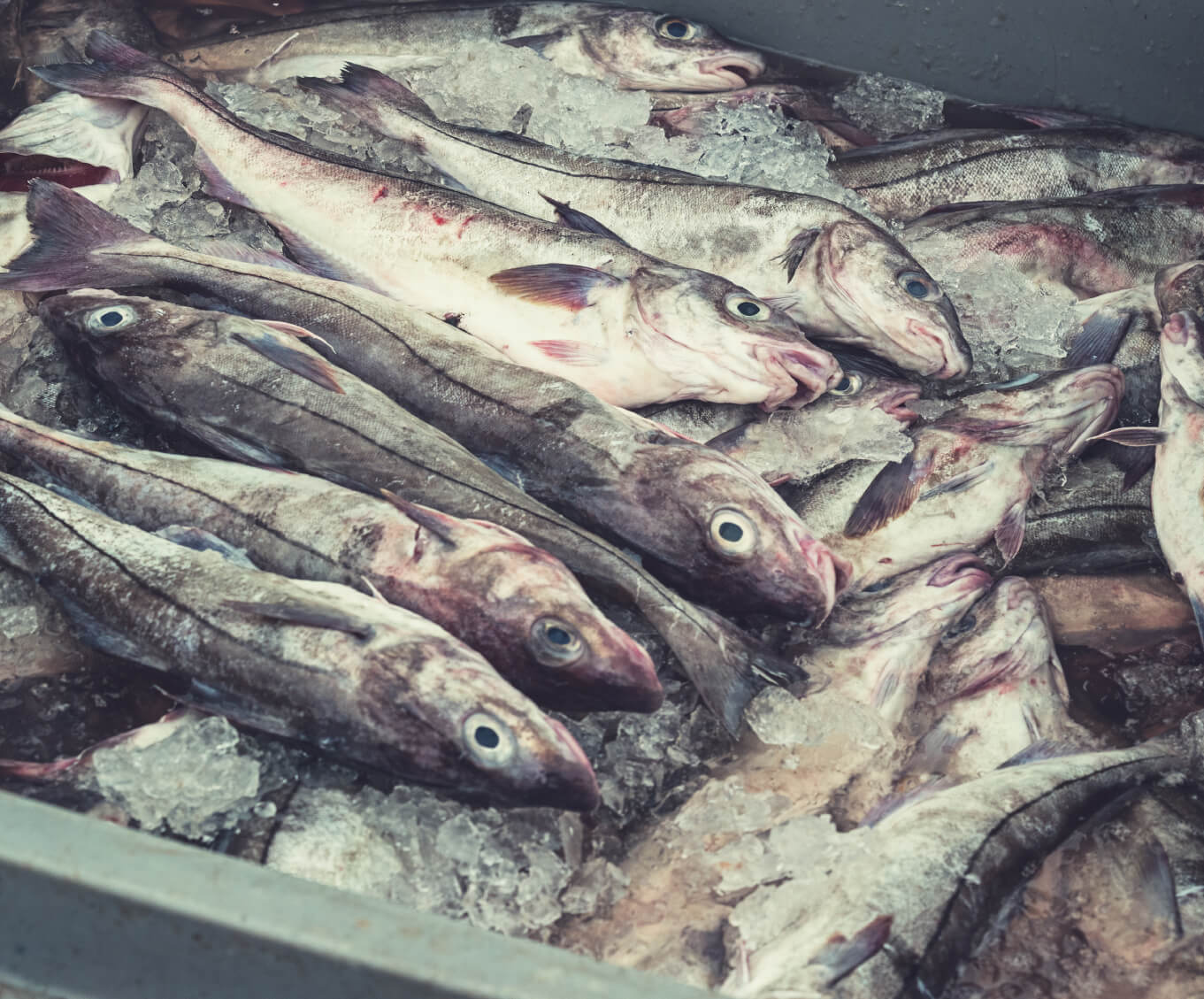 Online Fish Auction - Grimsby Fish Market